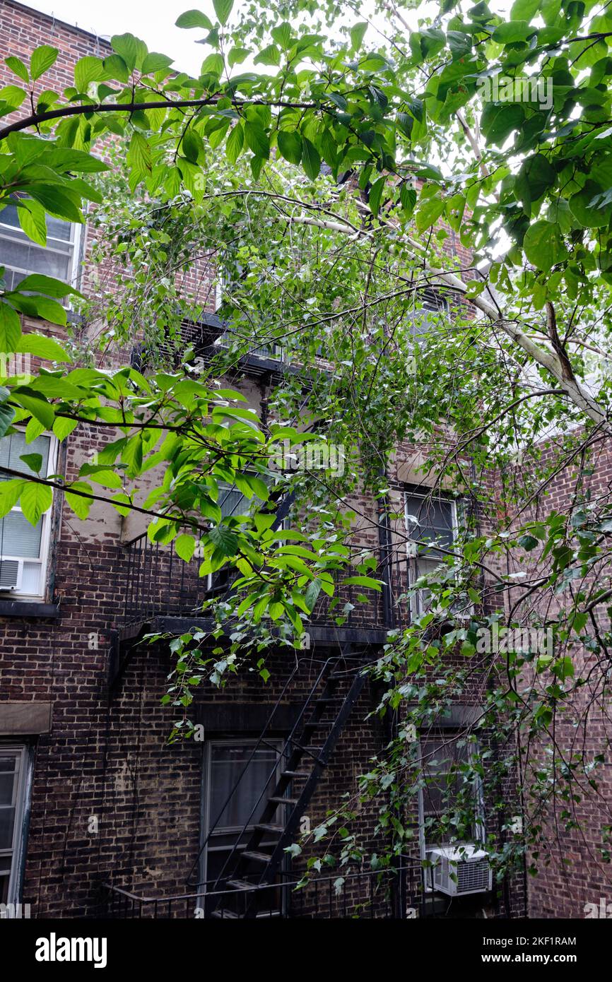 Typical New York City apartments with a tree whose branches reach up to ...