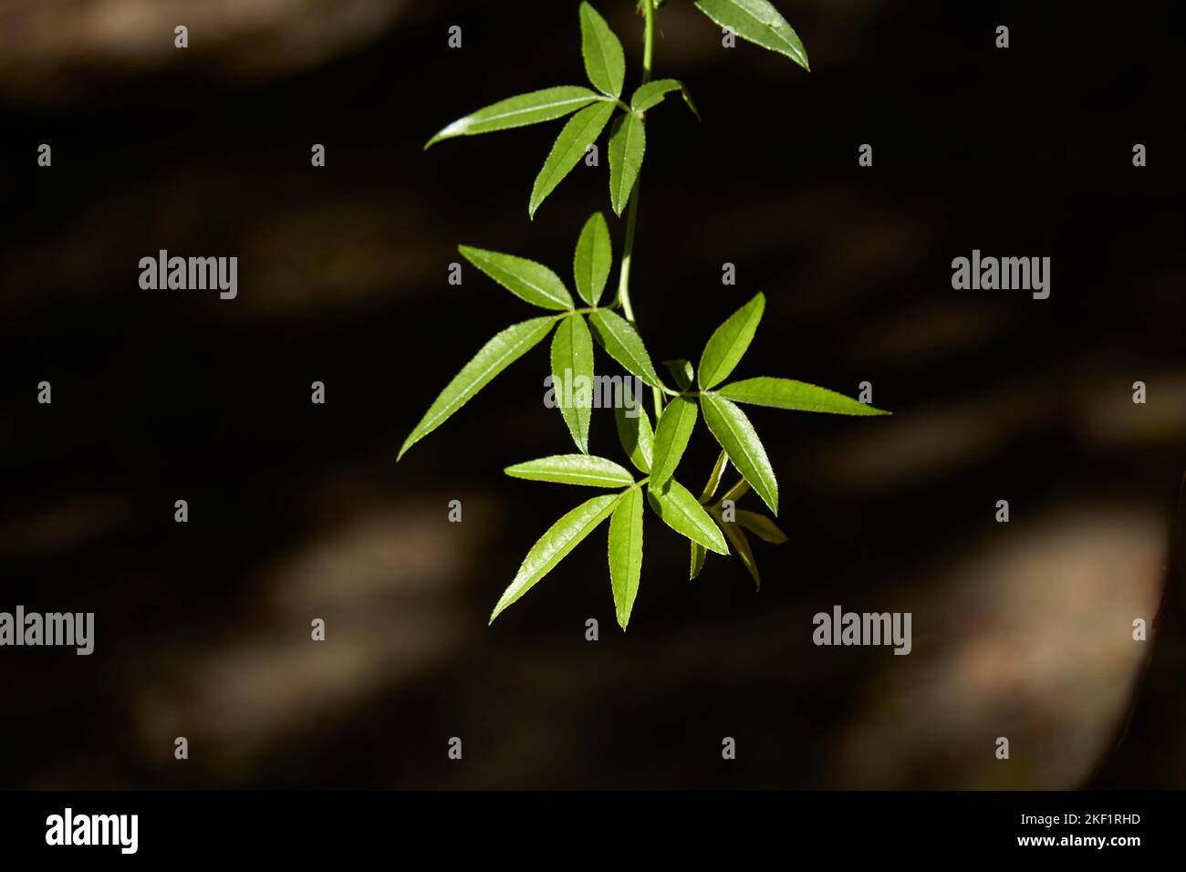 Tree branch with small bright green lanceolate leaves illuminated by ...