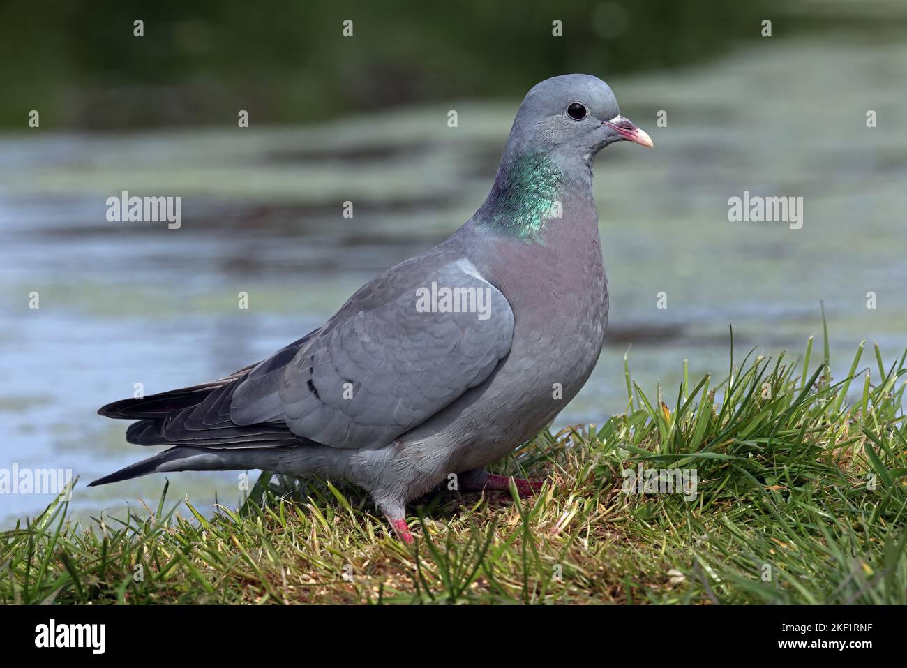 Stock Dove (Columba oenas oenas) adult standing by pond Eccles-on-Sea ...