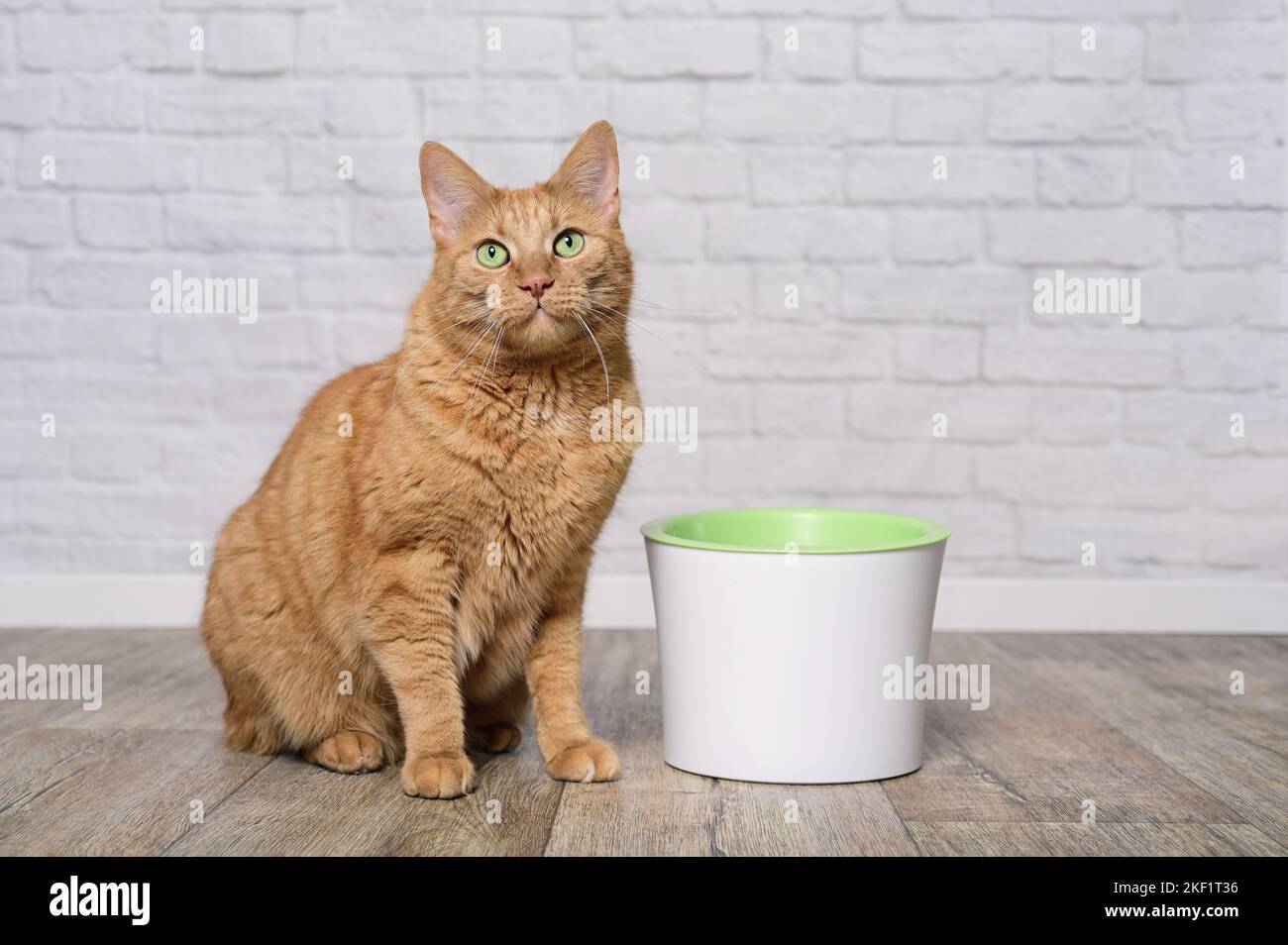 Ginger cat beside a pet drinking fountain looking at camera Stock Photo ...