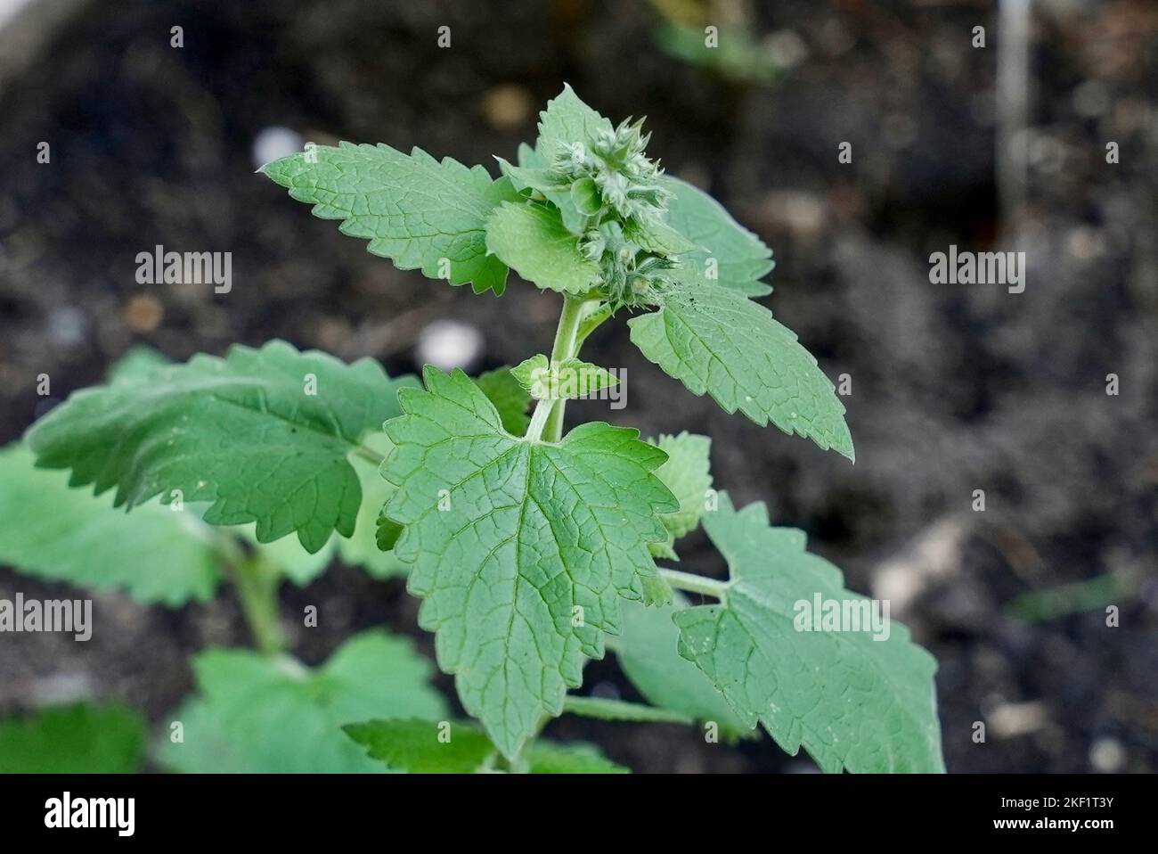 A selective focus of the catnip plant (Nepeta cataria) in a garden ...
