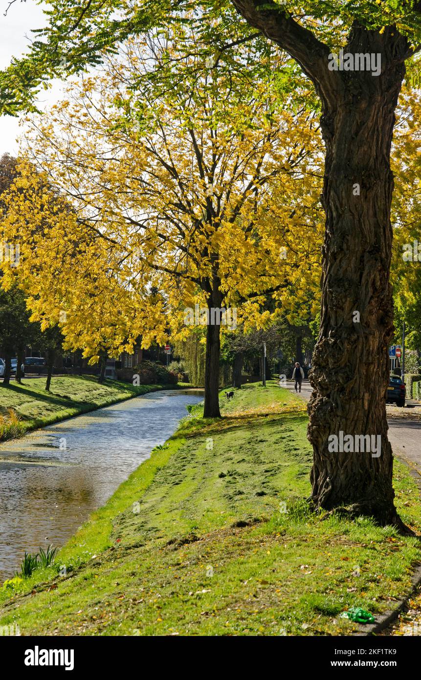 Rotterdam, The Netherlands, October 19, 2022: trees in autumn colors on ...