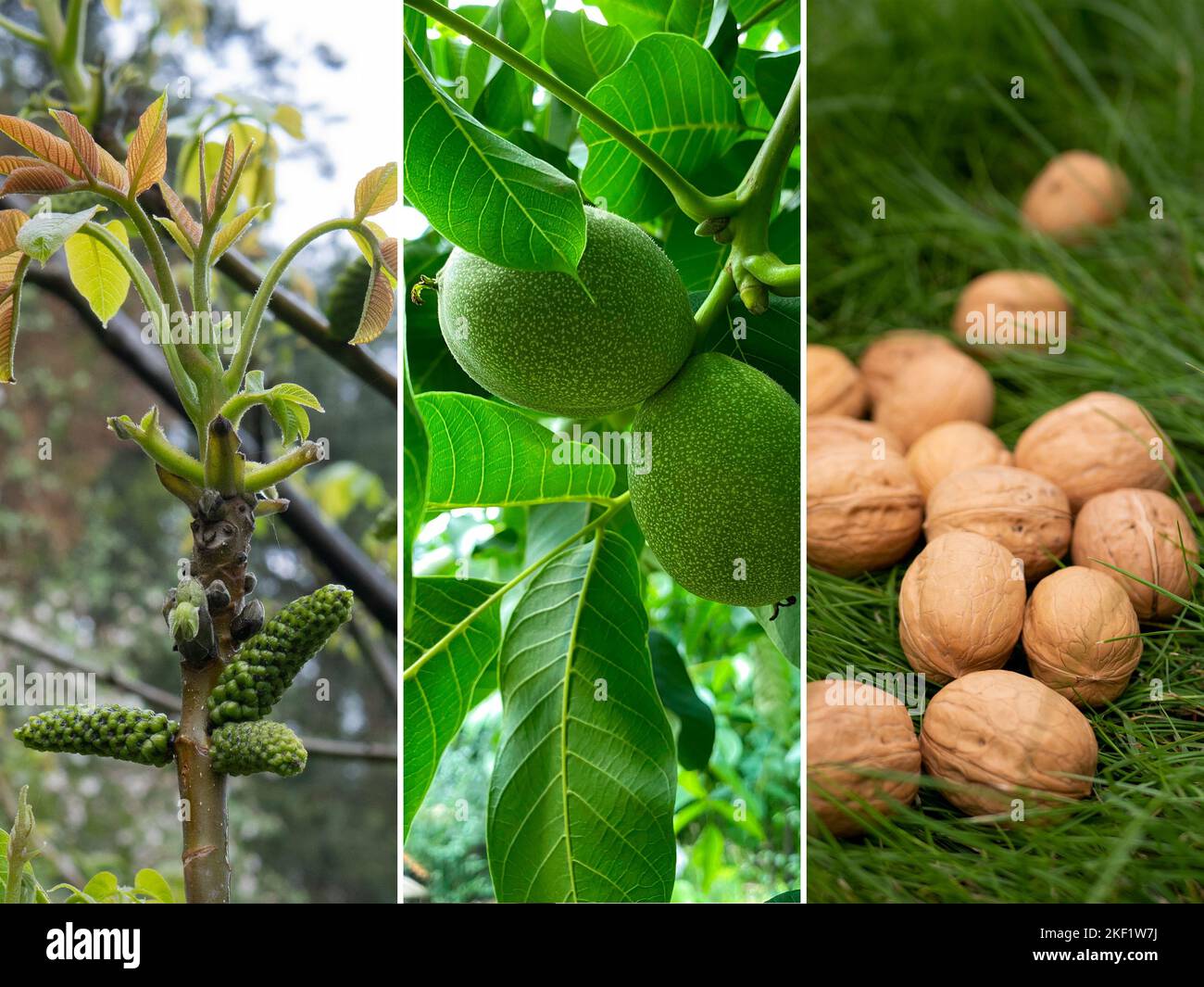 Walnut stages of growth, collage. Juglans regia in bloom in spring ...
