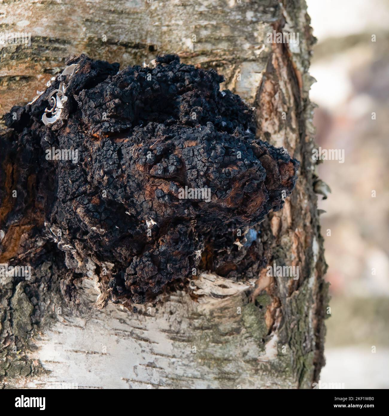 Chaga mushroom finland hi-res stock photography and images - Alamy