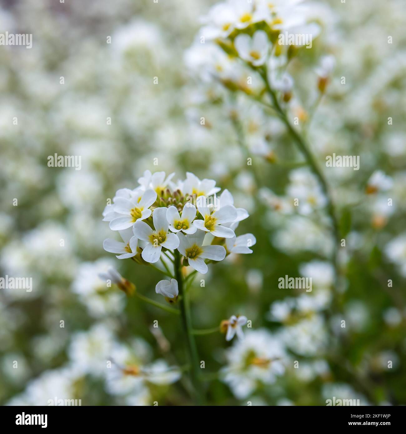 Arabidopsis suecica hi-res stock photography and images - Alamy