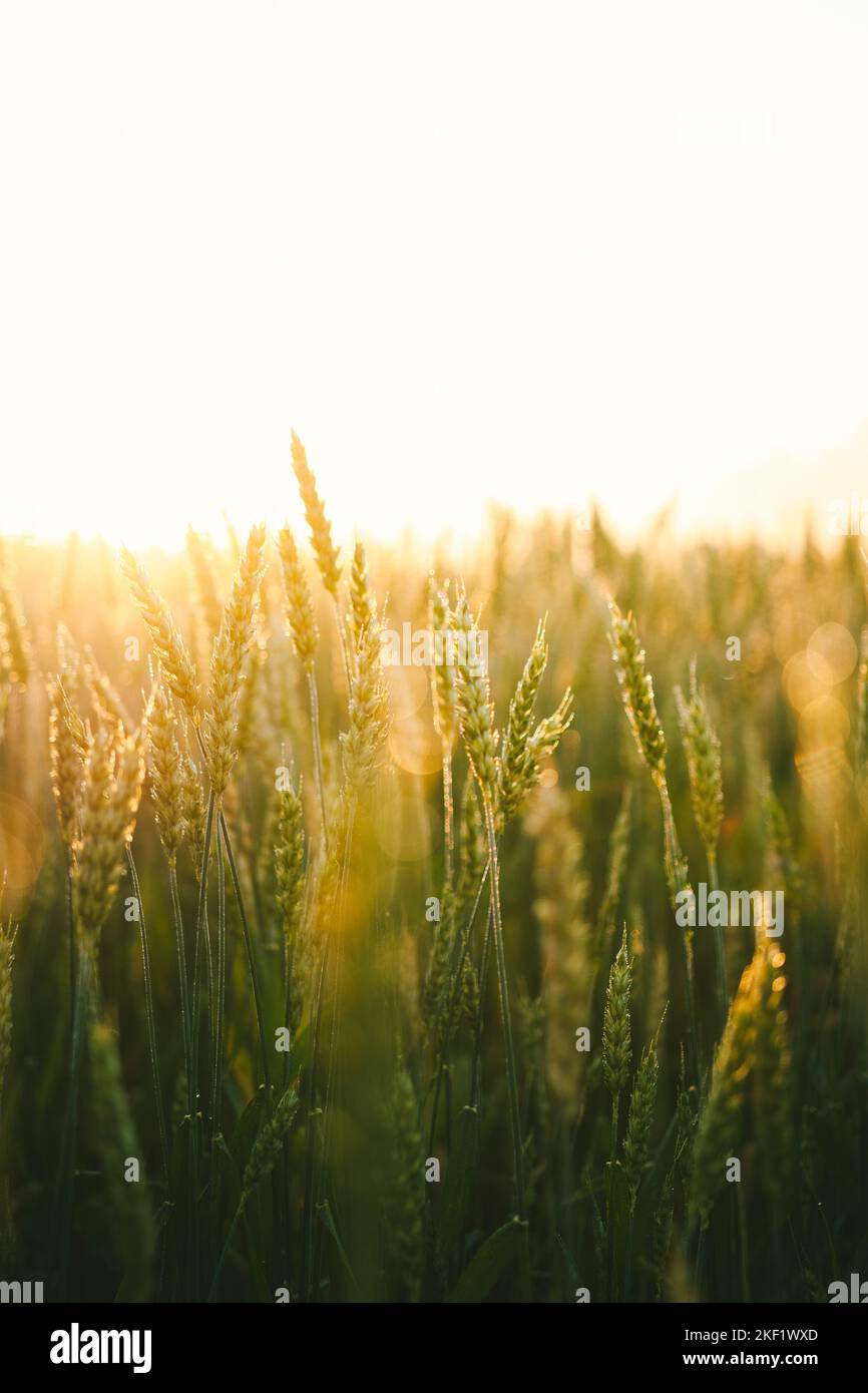 Sun shining over wheat field agriculture hi-res stock photography and ...