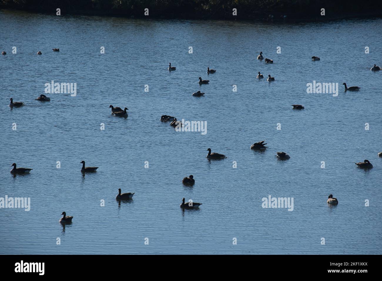 An aerial view of ducks floating on water Stock Photo - Alamy