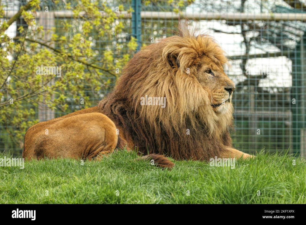 Grassland lion hi-res stock photography and images - Alamy