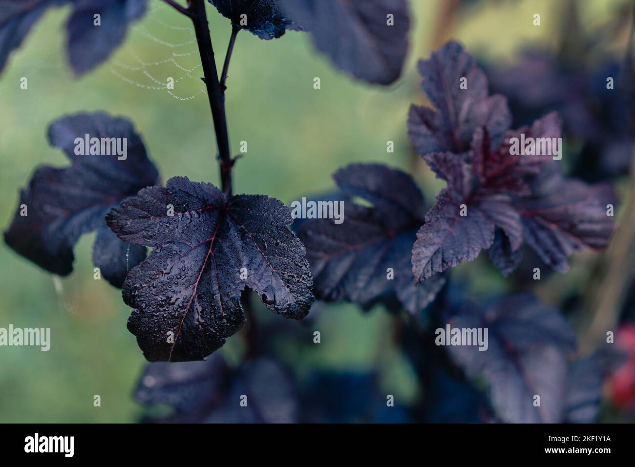A selective shot of the purple leaves of Ninebark flowering plant in ...