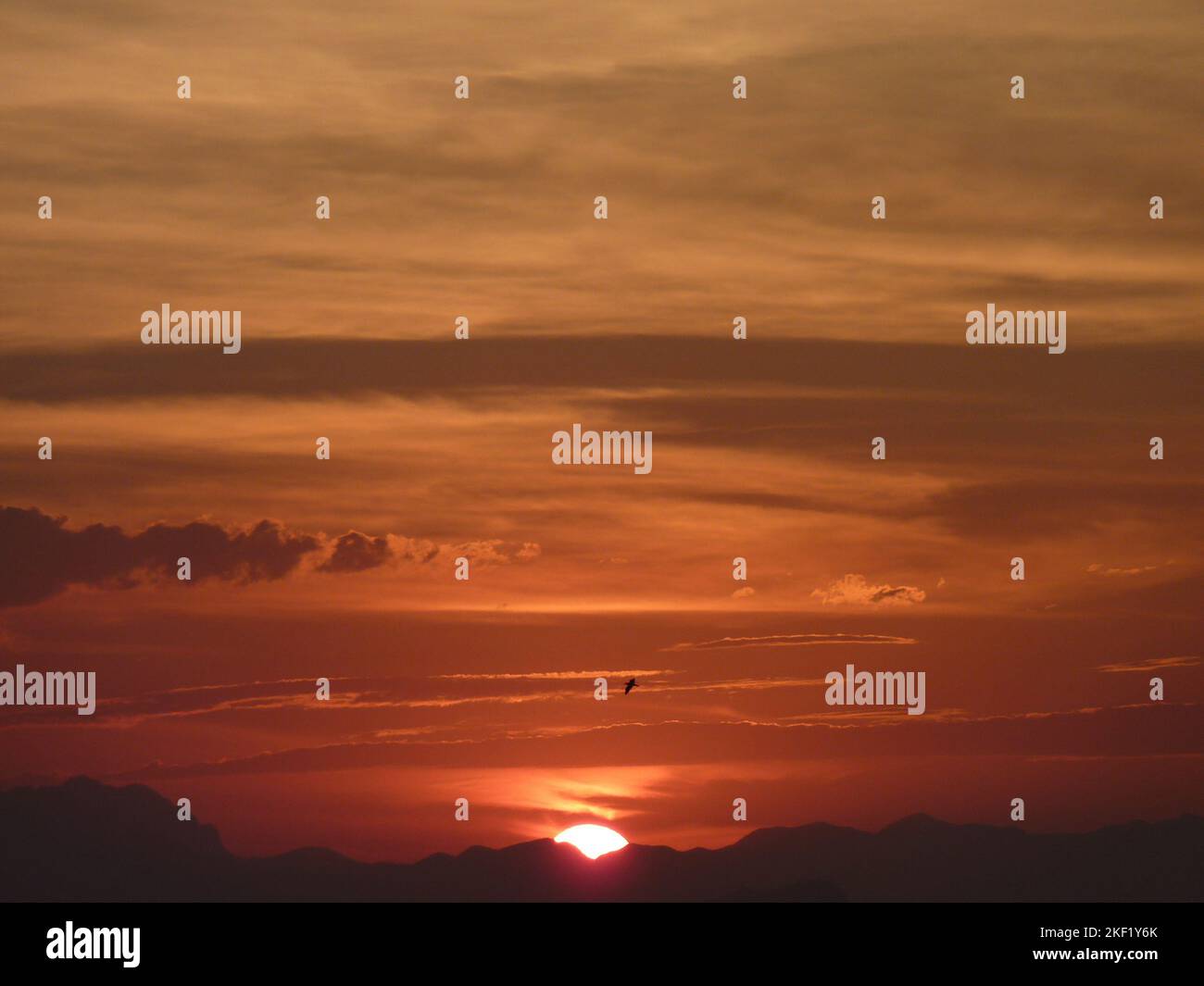 A silhouette of a bird flying high against a cloudy sky during the ...