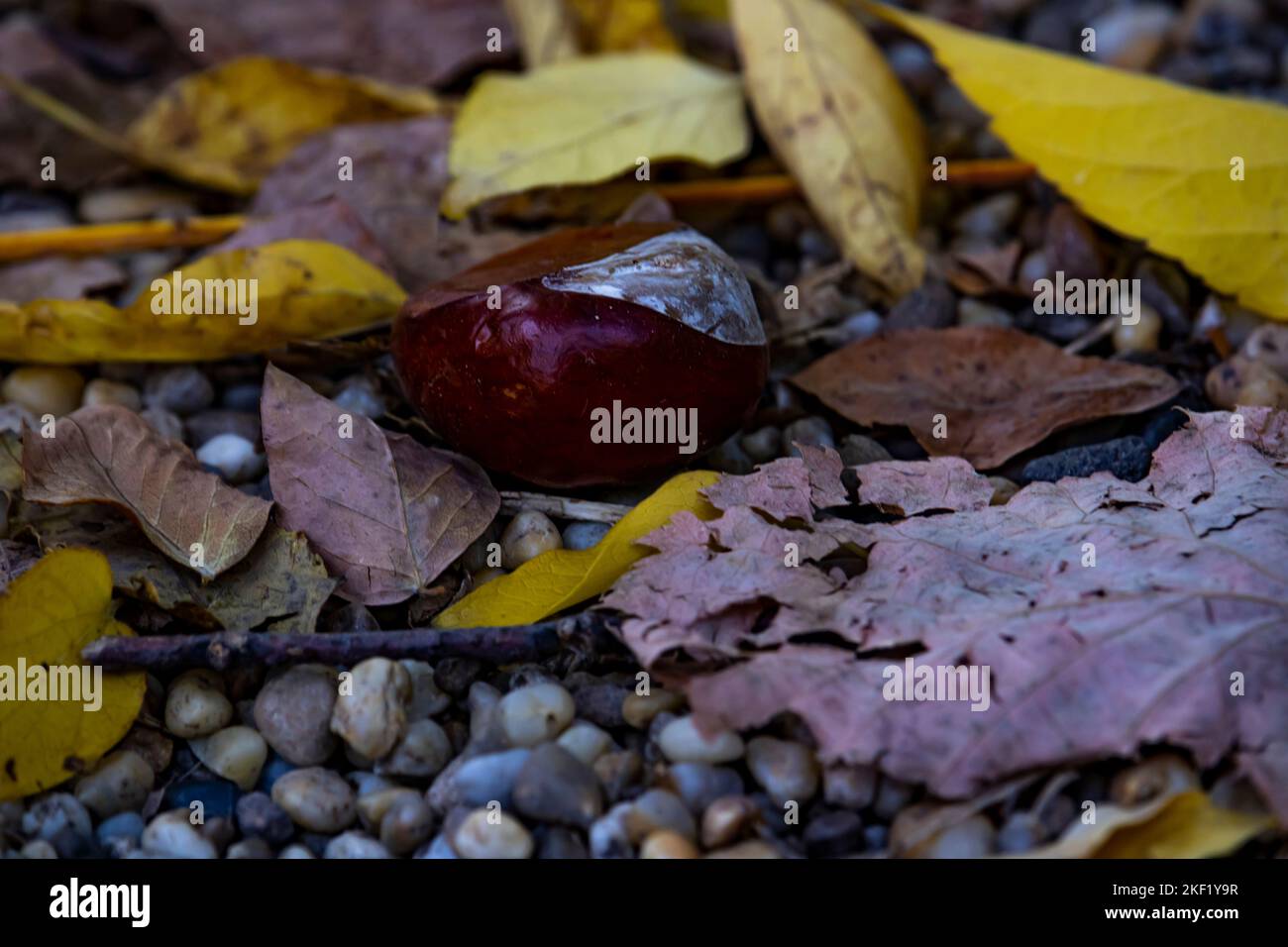 Ground chestnut hi-res stock photography and images - Alamy