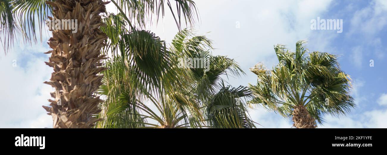 Tall palm trees growing on an exotic tropical island on background of ...