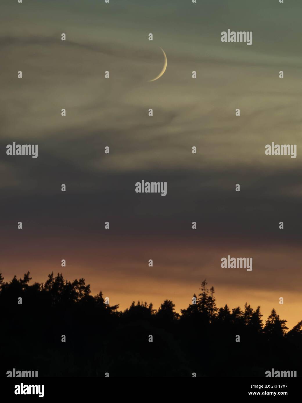 a crescent moon early in the morning and tree silhouettes at the bottom ...