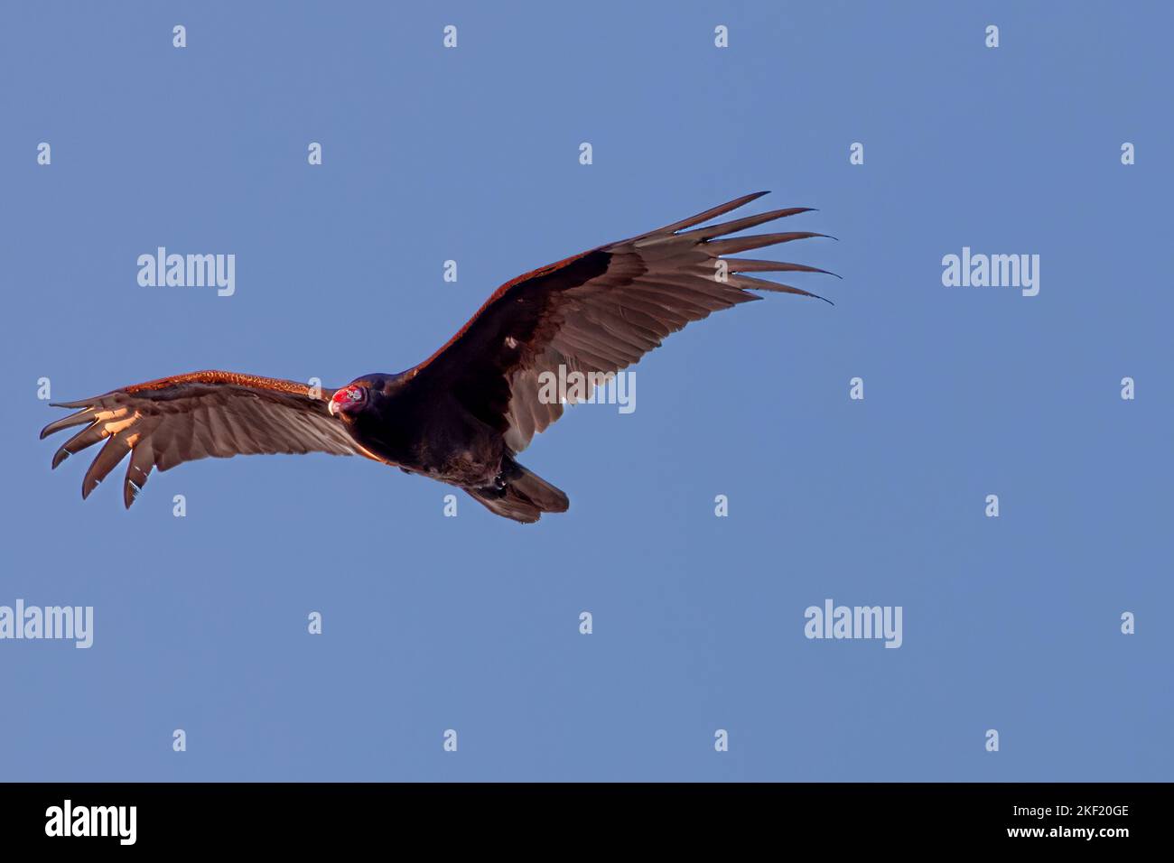 Condor in flight hi-res stock photography and images - Alamy