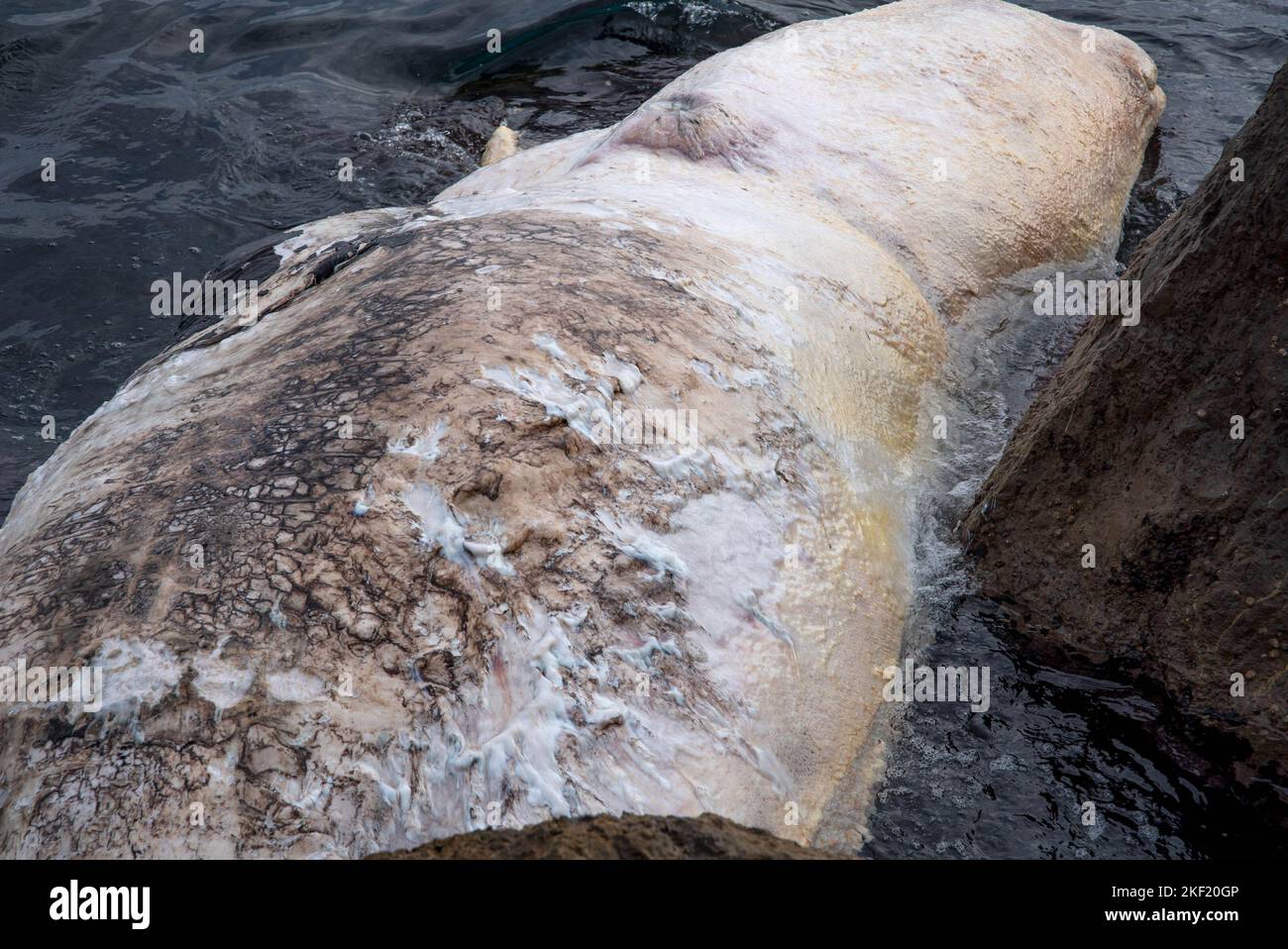 A lifeless sperm whale at the port of Barcelona. In the early afternoon ...