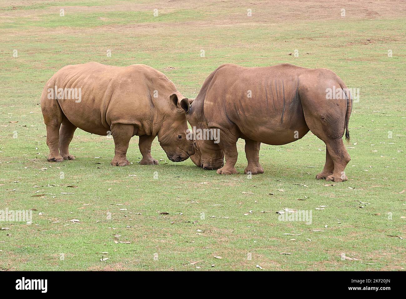 Rhinoceros facing each other hi-res stock photography and images - Alamy