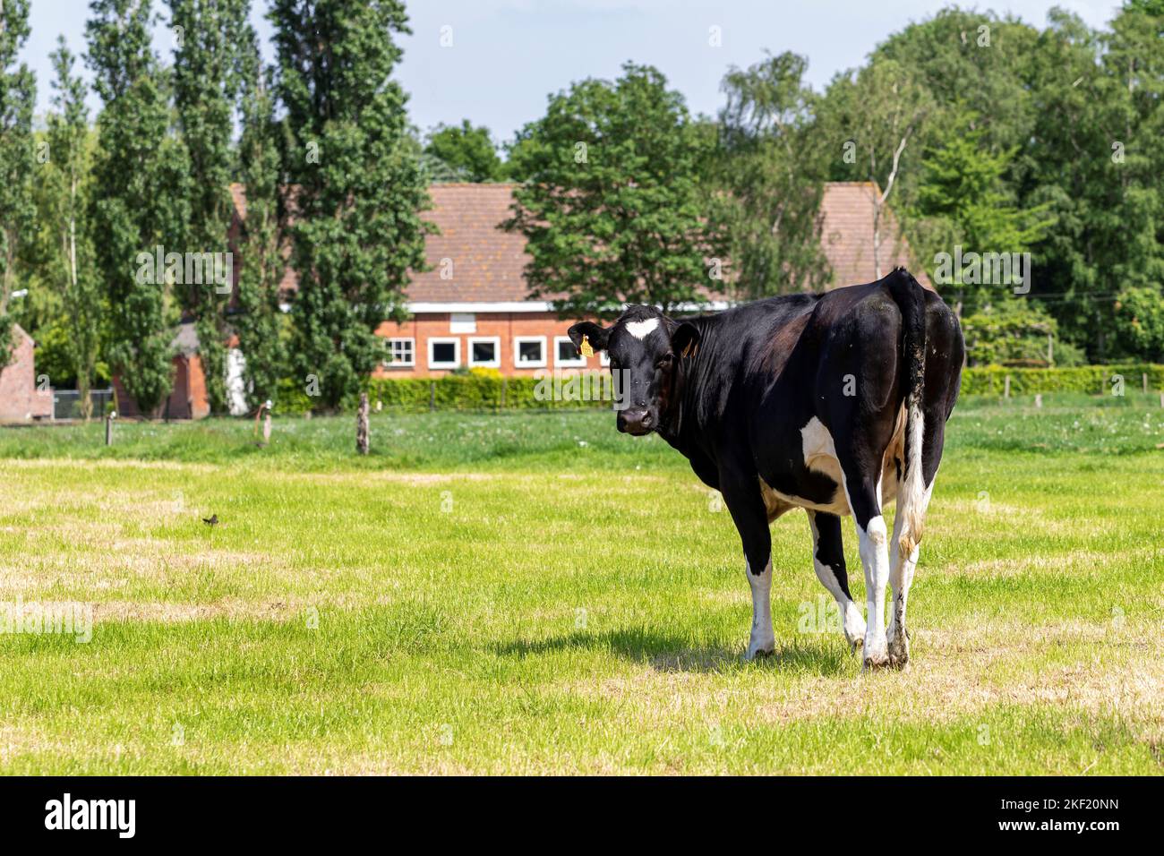 A portrait of a cow standing in a meadow looking backwards. The mammal ...