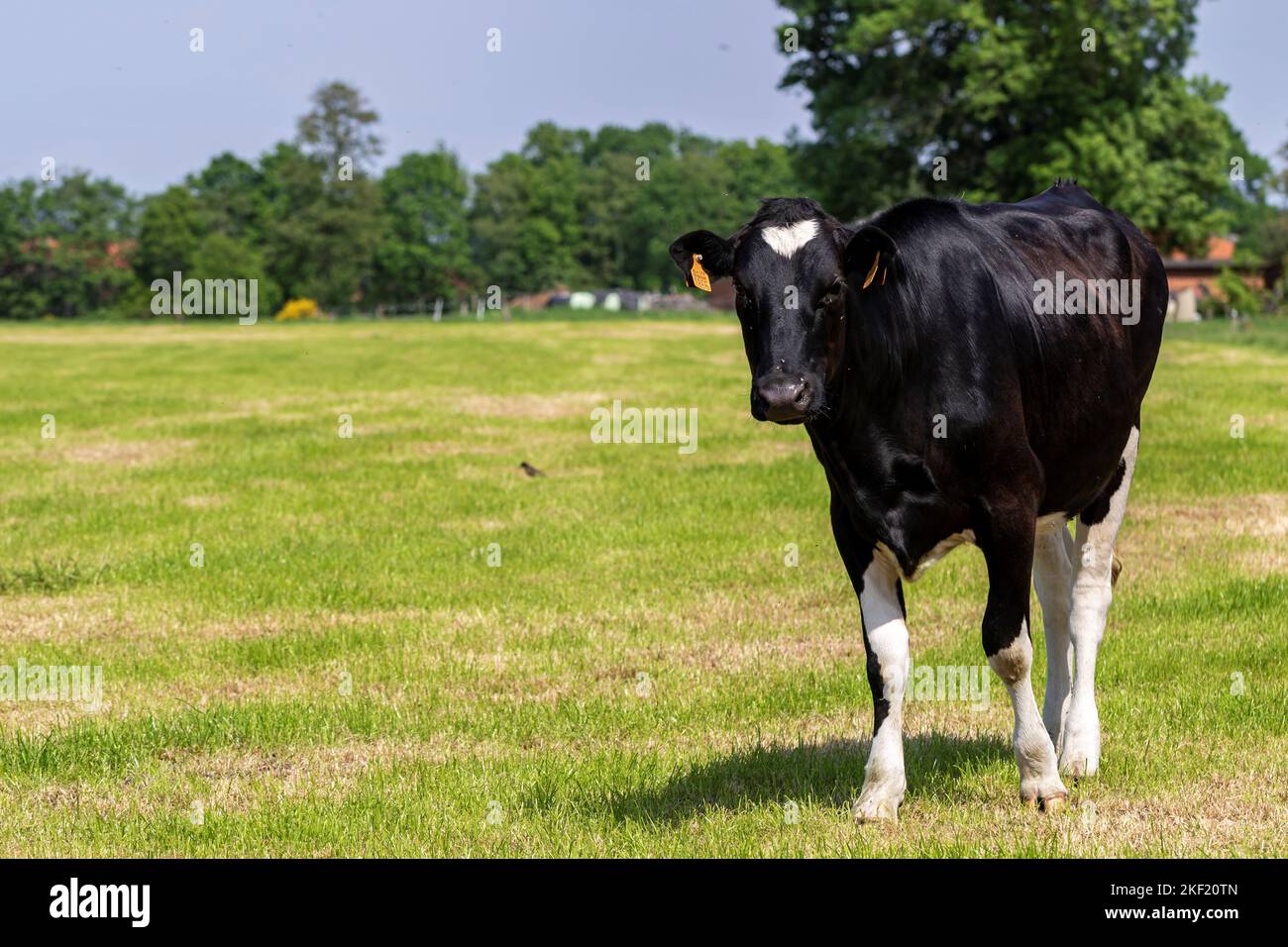 A portrait of a cow standing in a meadow looking backwards. The mammal ...