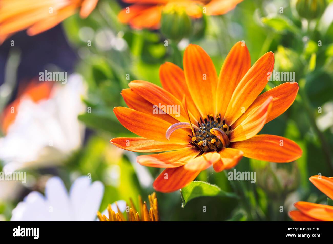 A close up beautiful vibrant portrait of a single orange african daisy ...
