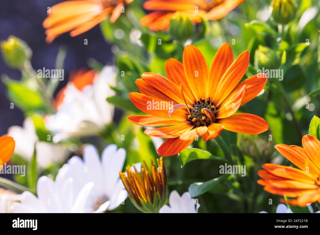 A beautiful vibrant portrait of a single orange african daisy or ...