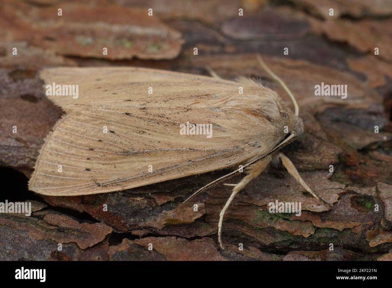 Rhizedra lutosa hi-res stock photography and images - Alamy