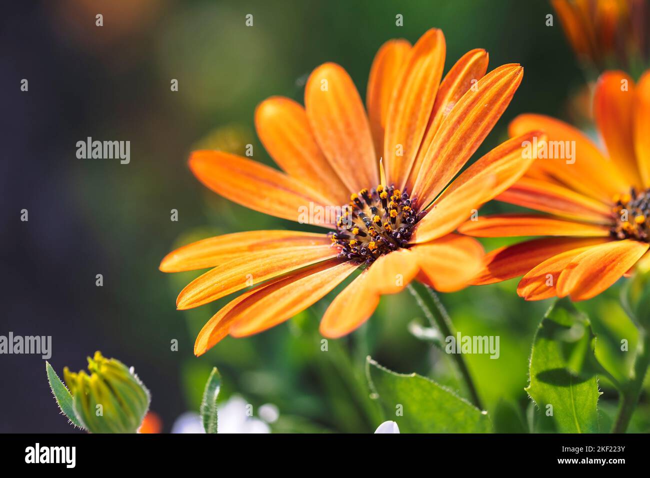 African daisy seeds hi-res stock photography and images - Alamy