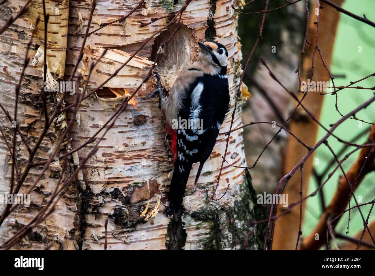 A portrait of a great spotted woodpecker or dendrocopos major drilling ...