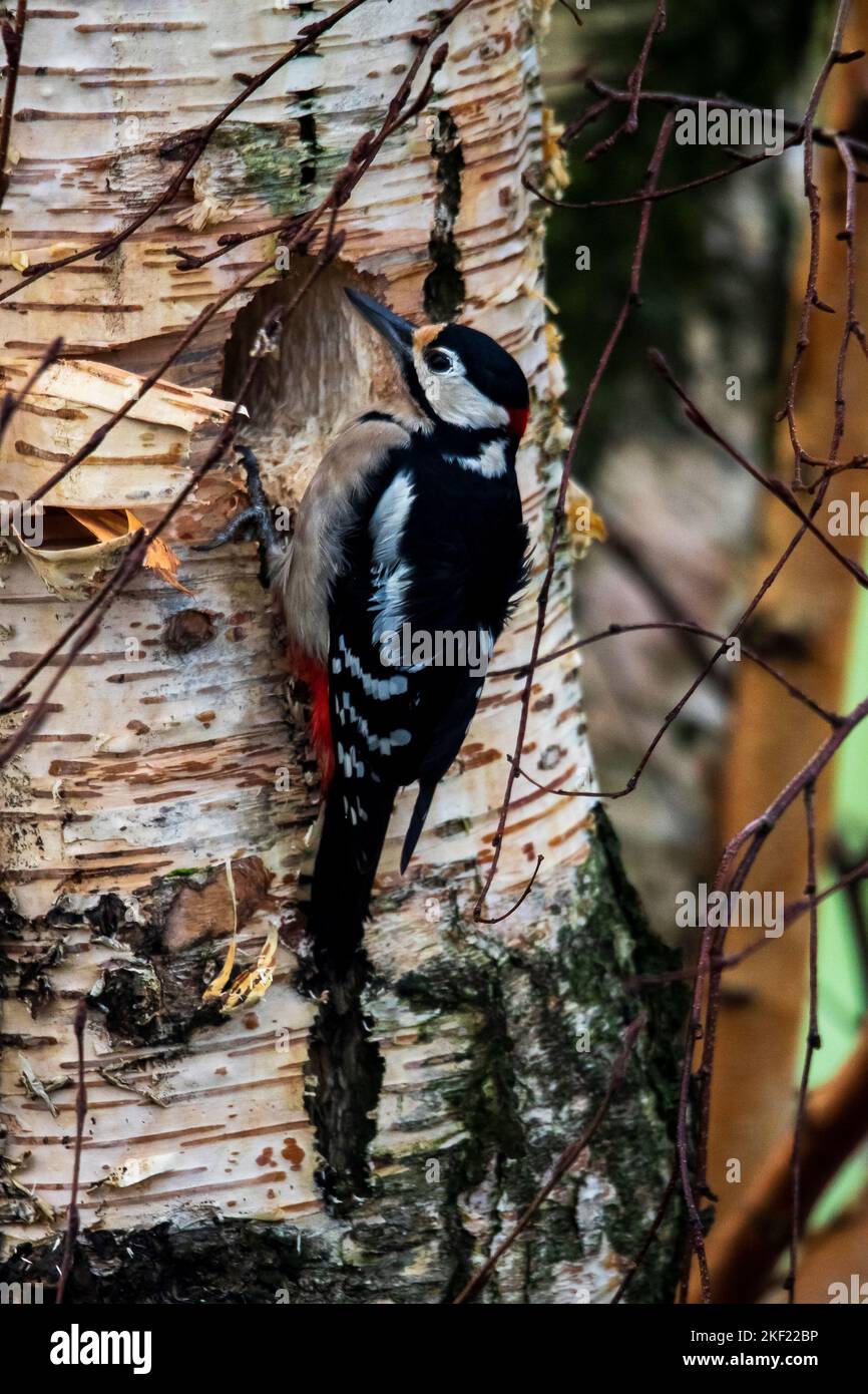 A portrait of a great spotted woodpecker or dendrocopos major drilling ...