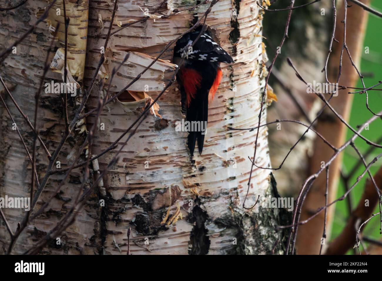 Woodpecker pecking wood hi-res stock photography and images - Alamy