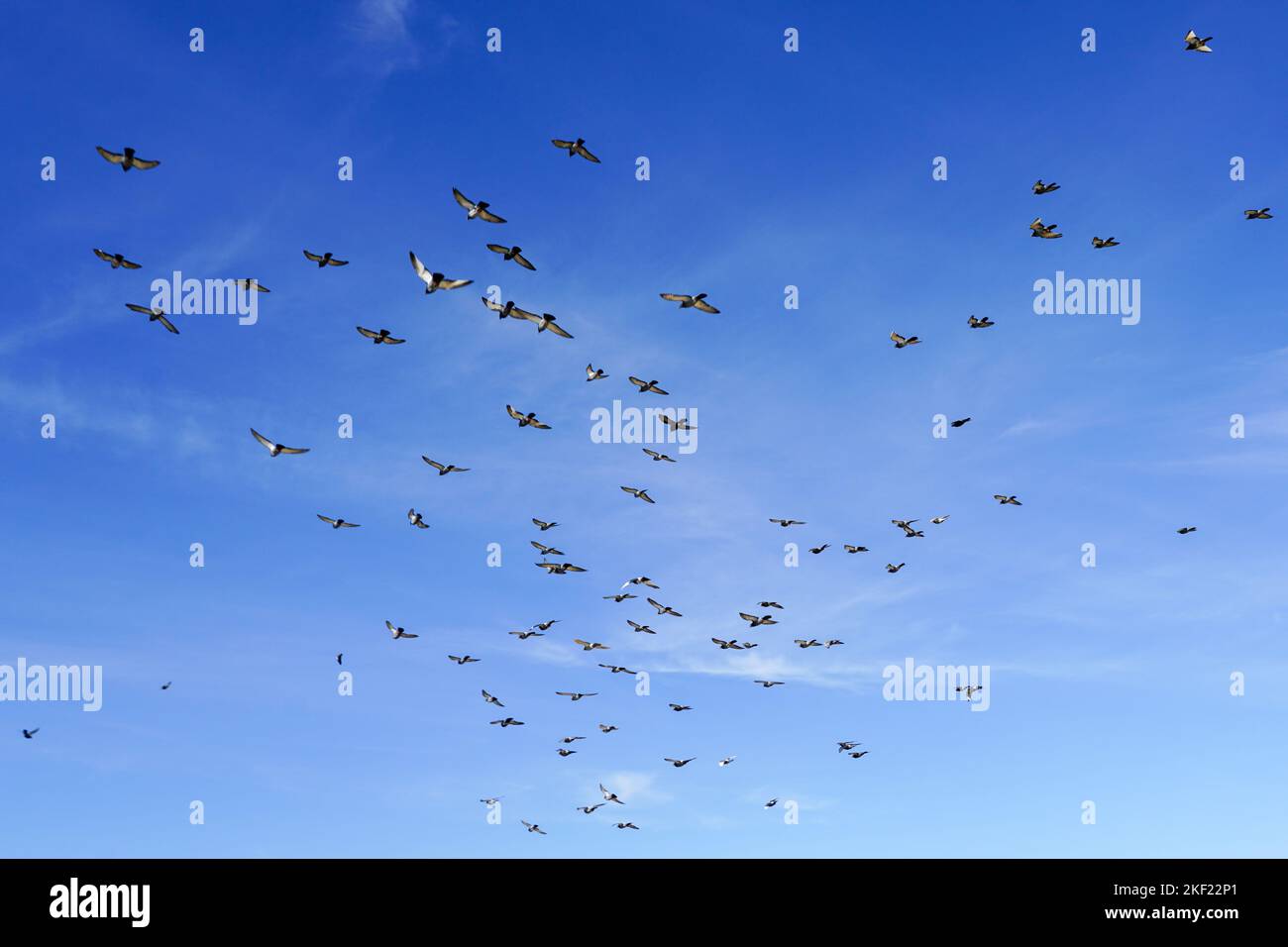 Flock of pigeons flapping wings flying against a blue sky background ...