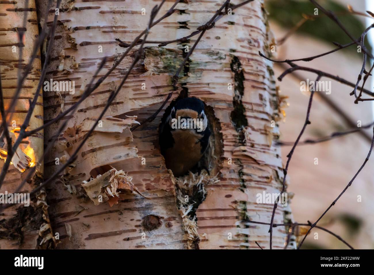 Woodpecker pecking wood hi-res stock photography and images - Alamy