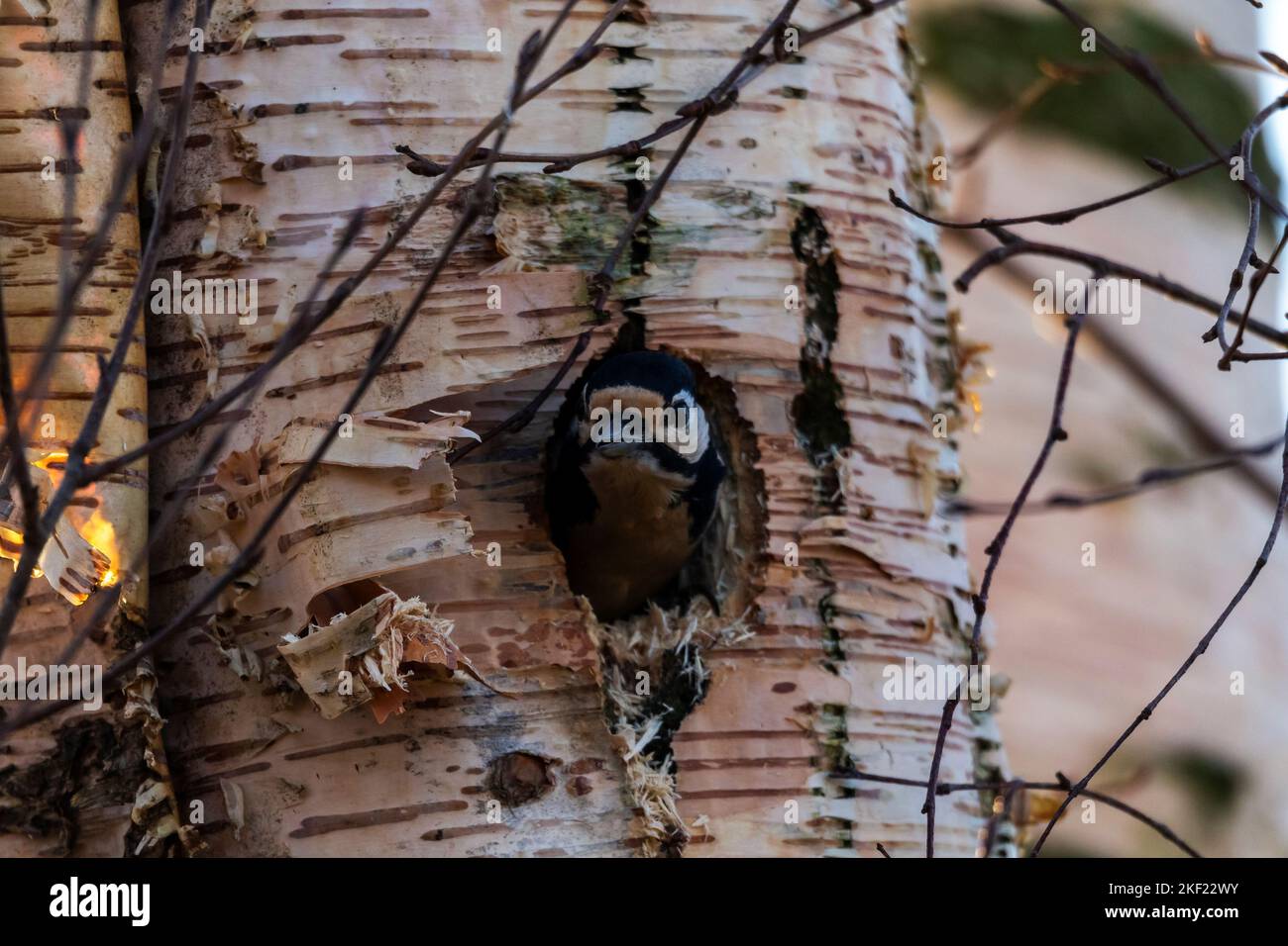 Woodpecker pecking wood hi-res stock photography and images - Alamy