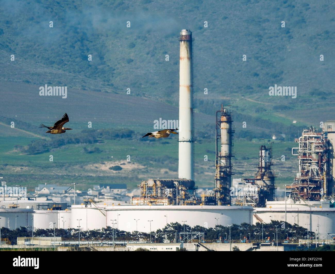 An oil refinery in the distance with bird flying in the foreground ...