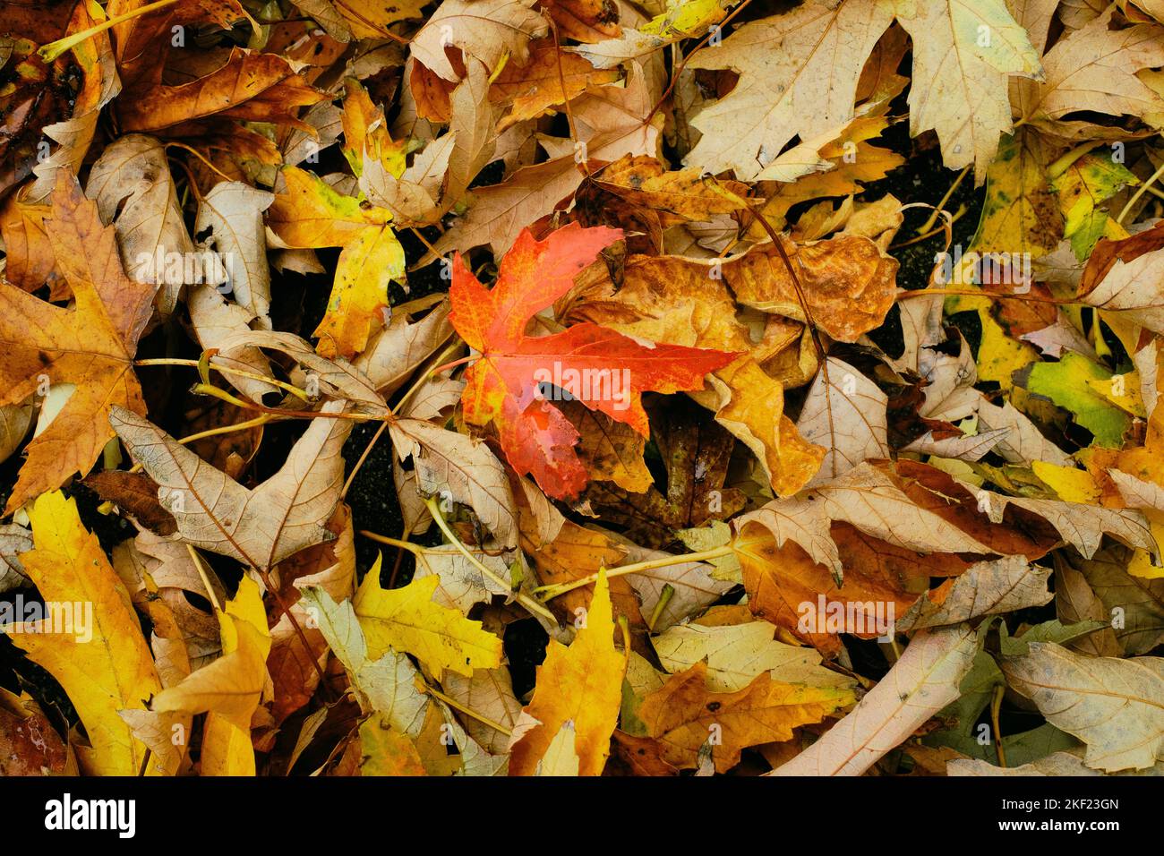 brightly colored fall leaves on the ground in the back yard with a red ...