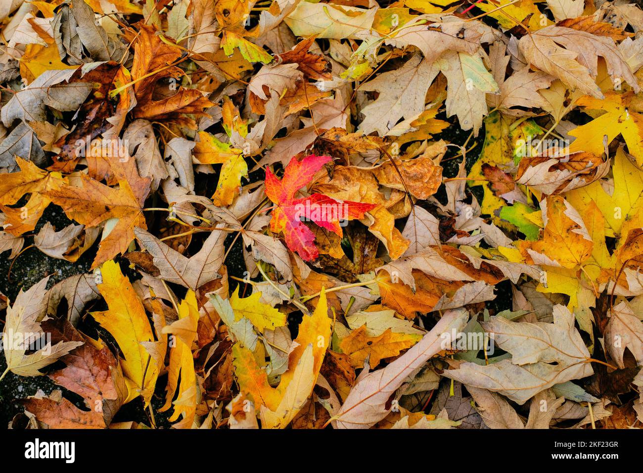 brightly colored fall leaves on the ground in the back yard with a red ...