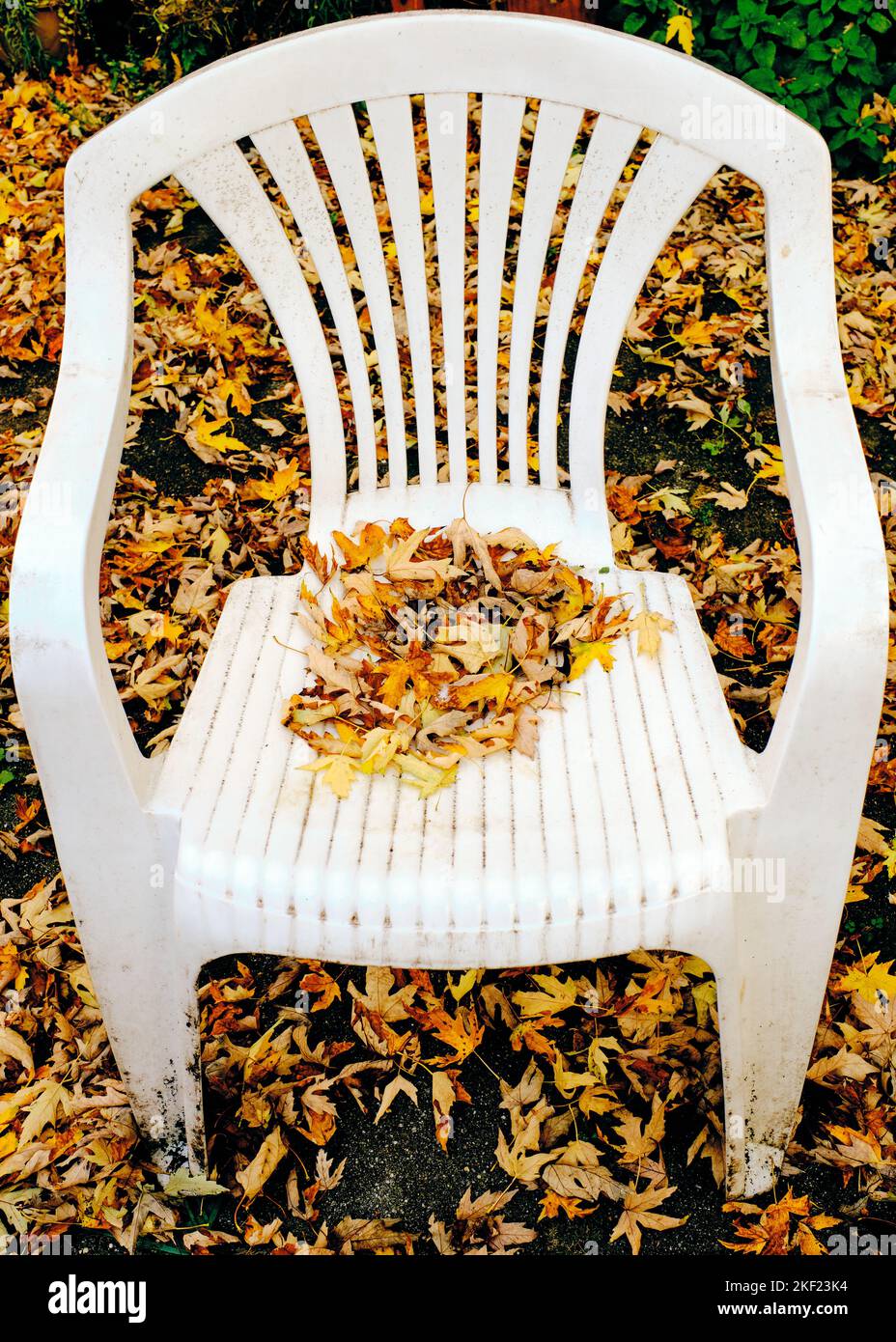 Autumn fallen leaves collect on an old plastic lawn chair in the back ...