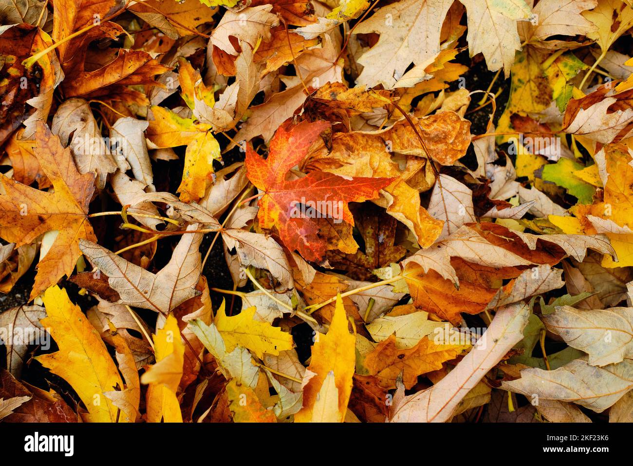Center of a leaf hi-res stock photography and images - Alamy