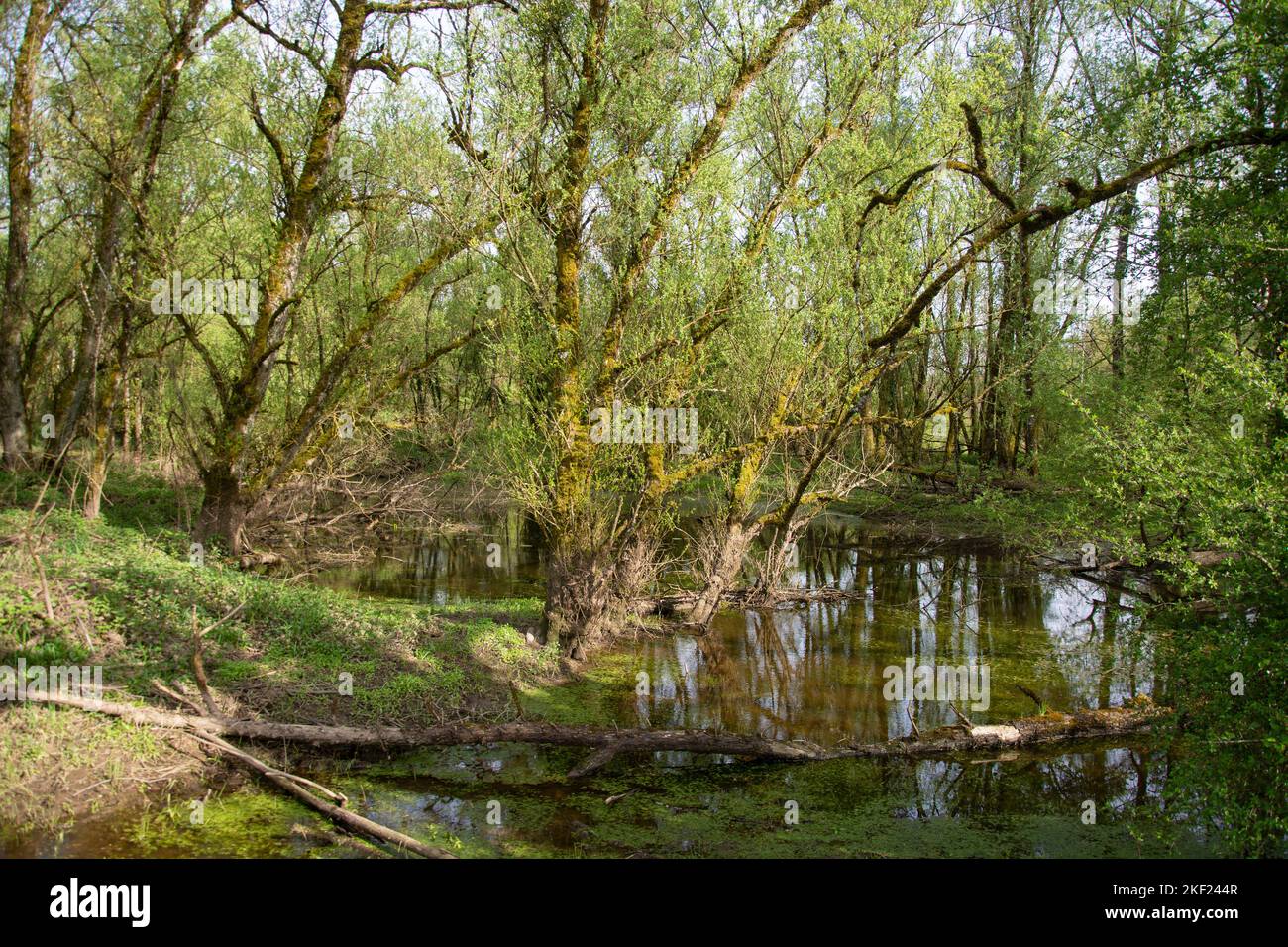 Die Ognon, einer der wildesten Flüsse von Frankreich, durchfliesst die ...