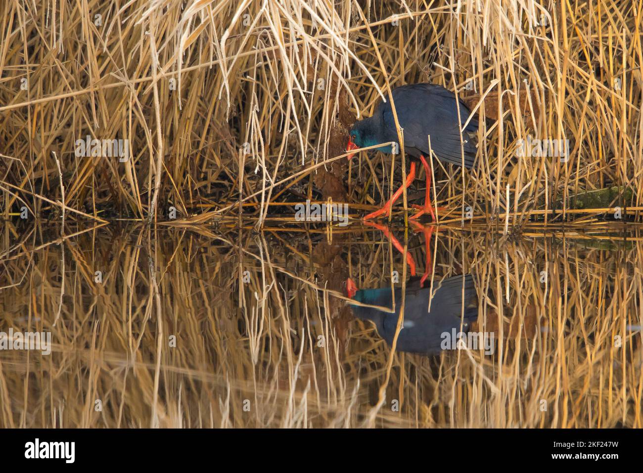 Western Swamphen (Porphyrio porphyrio) standing in a Reed collar. This ...
