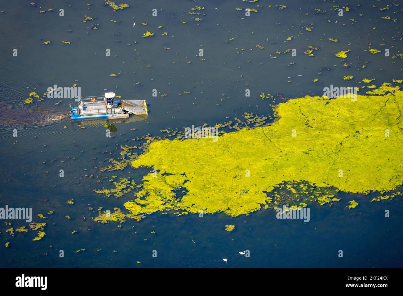 Elodea blue green algae hi-res stock photography and images - Alamy