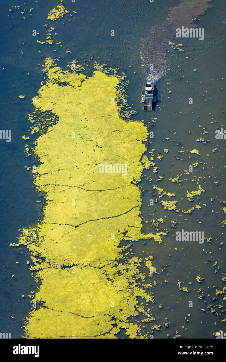 Elodea blue green algae hi-res stock photography and images - Alamy