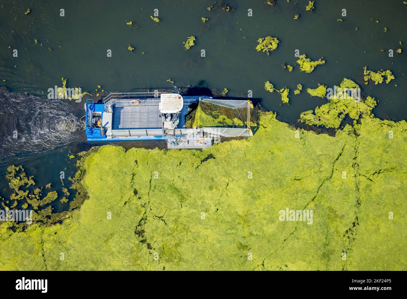 Kemnader lake with elodea blue green algae water plant hi-res stock ...