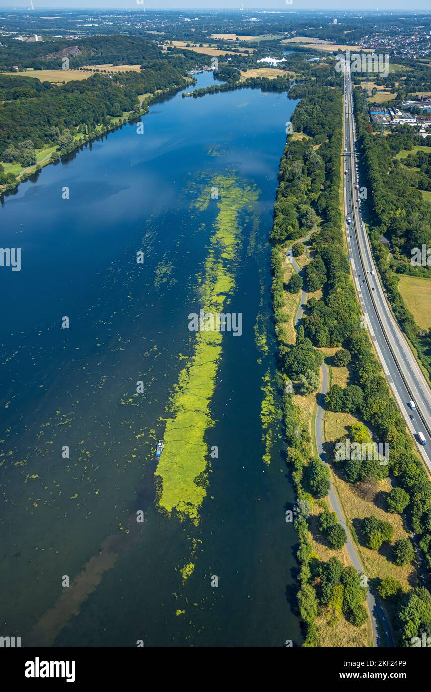 Elodea blue green algae hi-res stock photography and images - Alamy