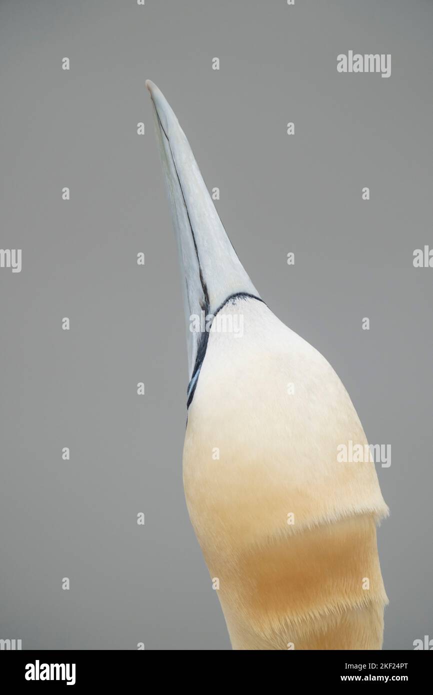 Northern Gannet Morus bassanus,a portrait of an adult plumaged bird ...