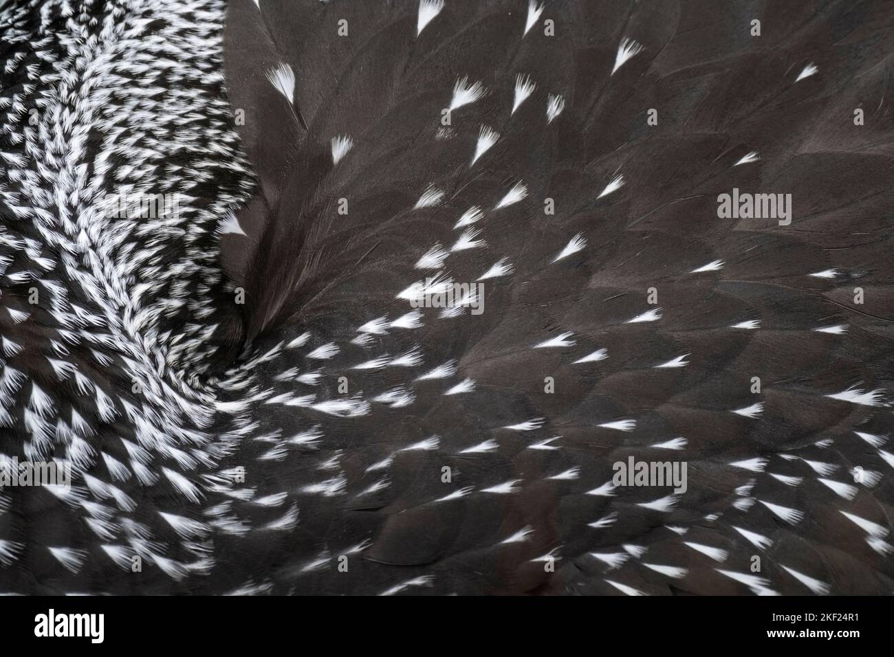 Northern Gannet Morus bassanus,a view of feather details of a sleeping ...
