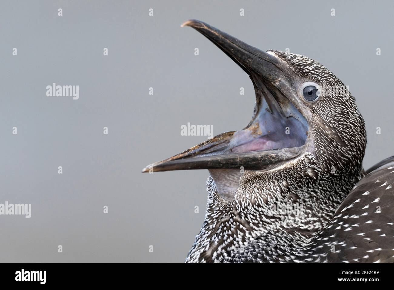 Gannet chick bill hi-res stock photography and images - Alamy