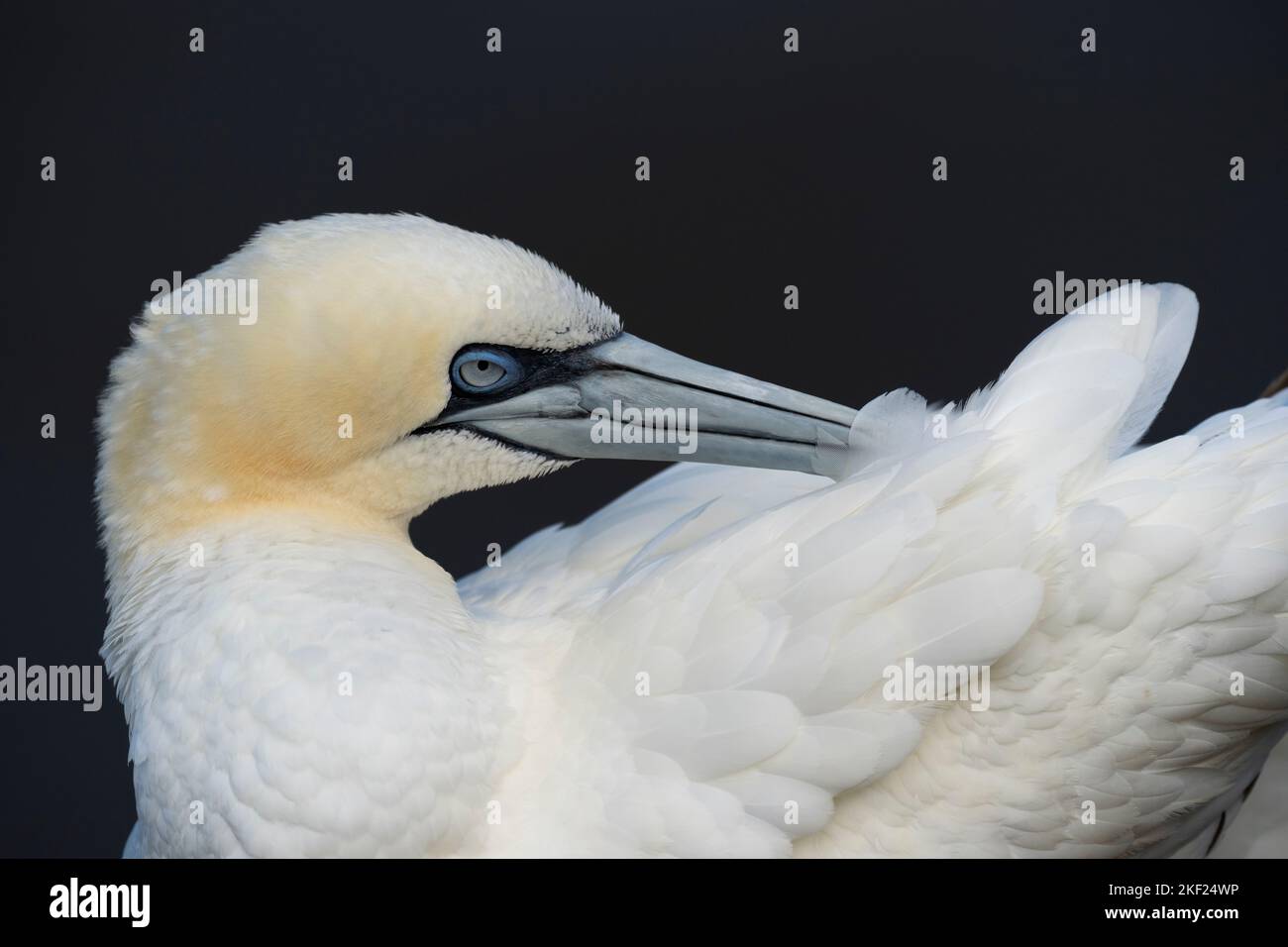 Feather oils hi-res stock photography and images - Alamy