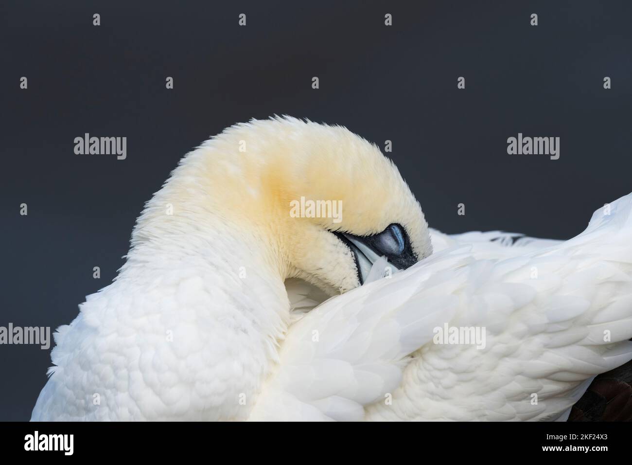 Northern Gannet Morus bassanus, an adult plumaged bird preening while ...