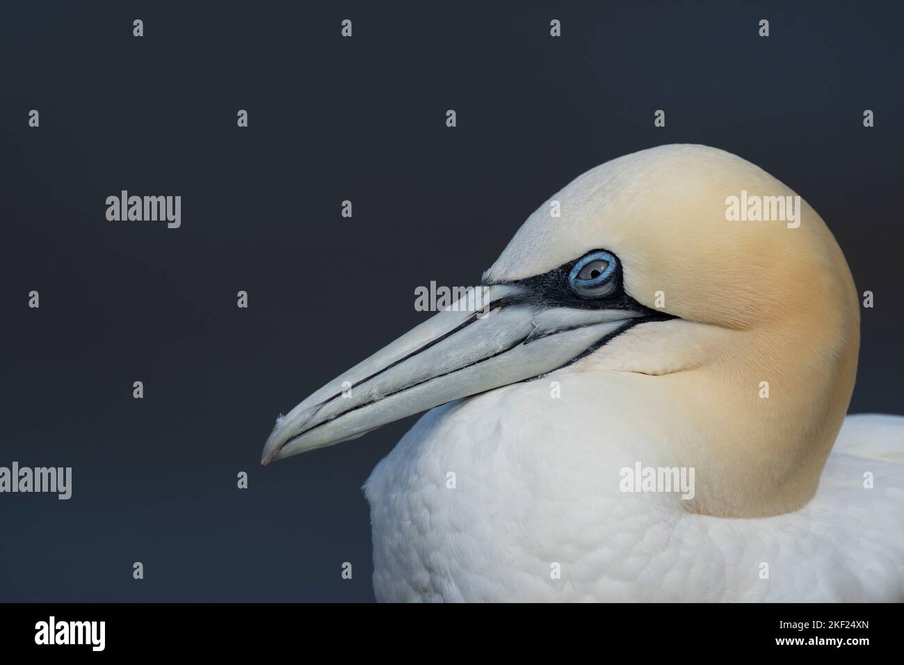 Northern Gannet Morus bassanus,a portrait of an adult plumaged bird ...