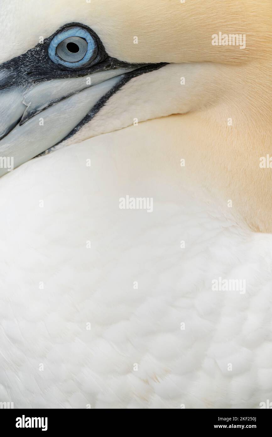 Northern Gannet Morus bassanus,a head portrait of an adult plumaged ...